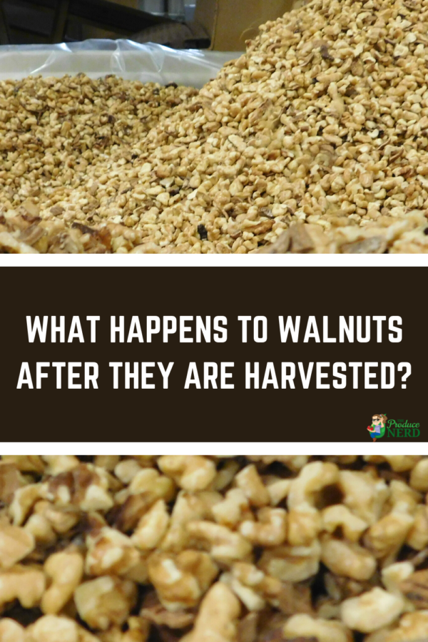Walnut Processing: From Hulling To Packing - The Produce Nerd