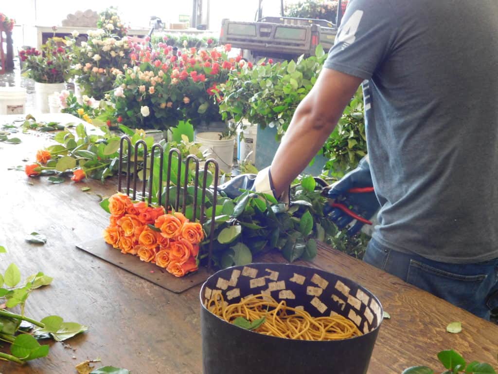 Postharvest Handling of Cut Flowers: Trimming & Packaging Fresh-Cut ...