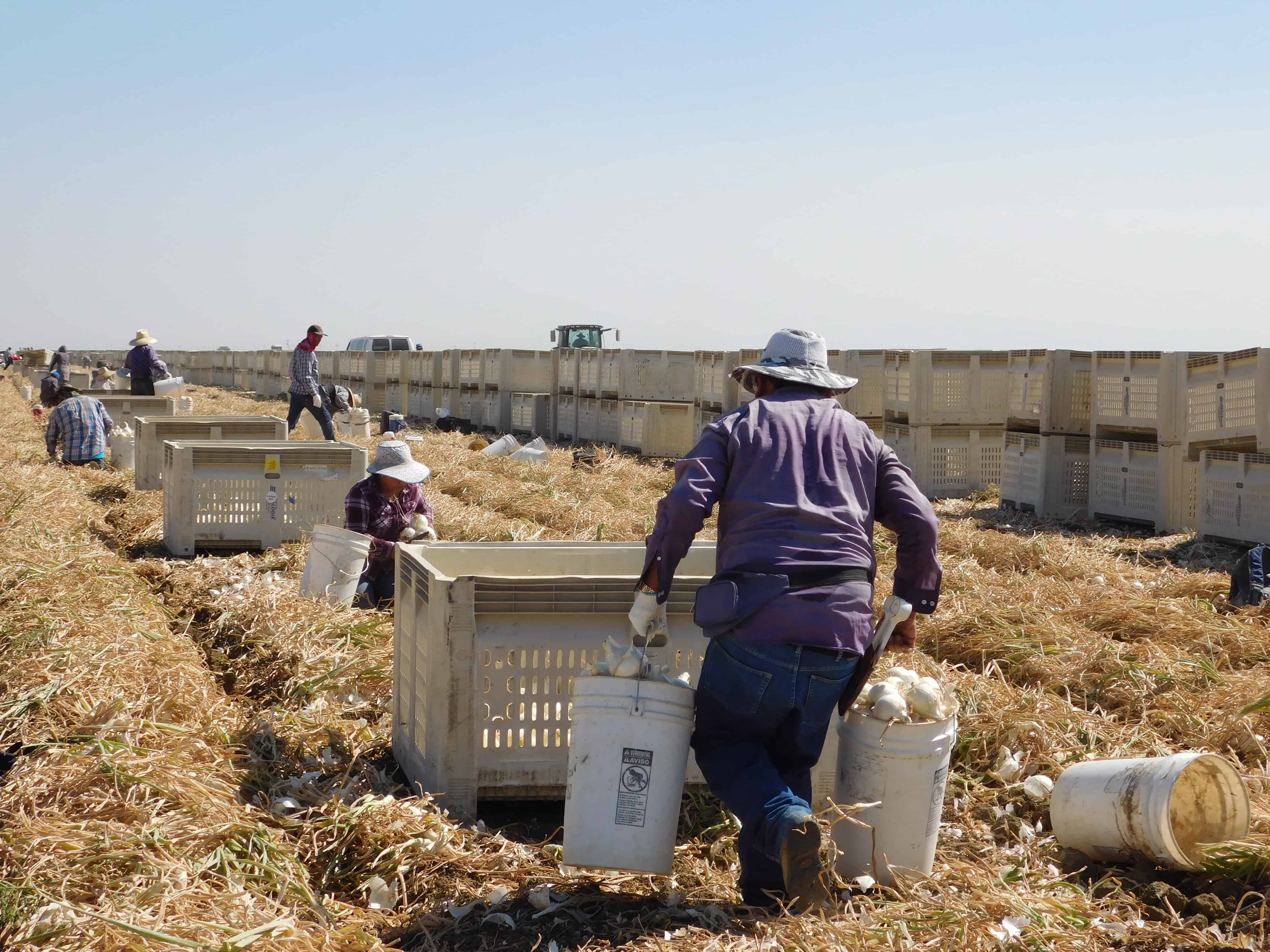 How Onions Are Harvested Commercially - Hand & Machine Harvest - The ...