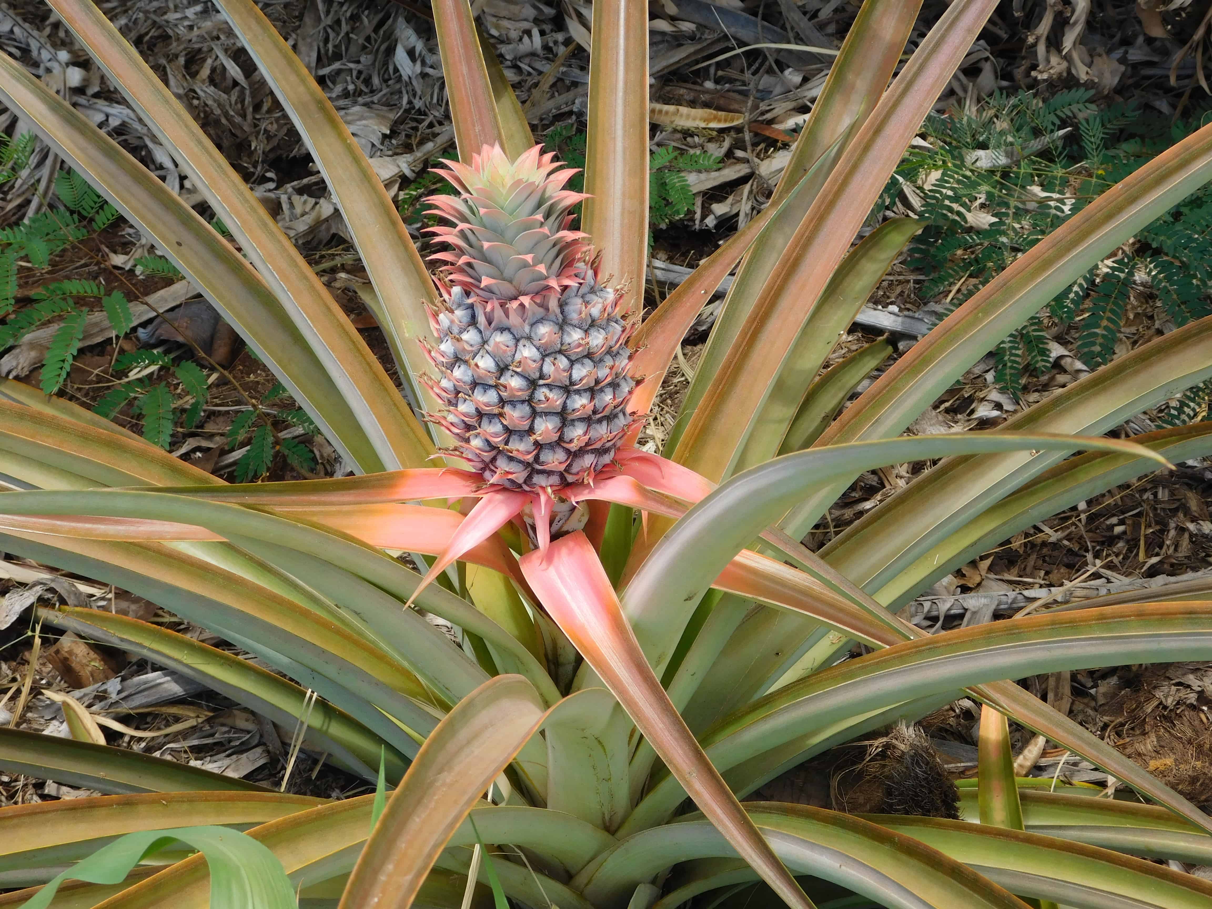 How Do Pineapples Grow The Produce Nerd How Do Pineapples Grow The Produce Nerd