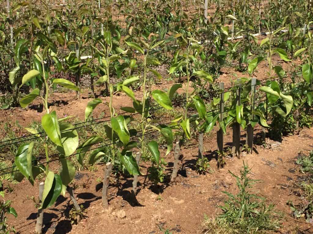 Budding: How New Plants are Created at the Nursery Level - The Produce Nerd
