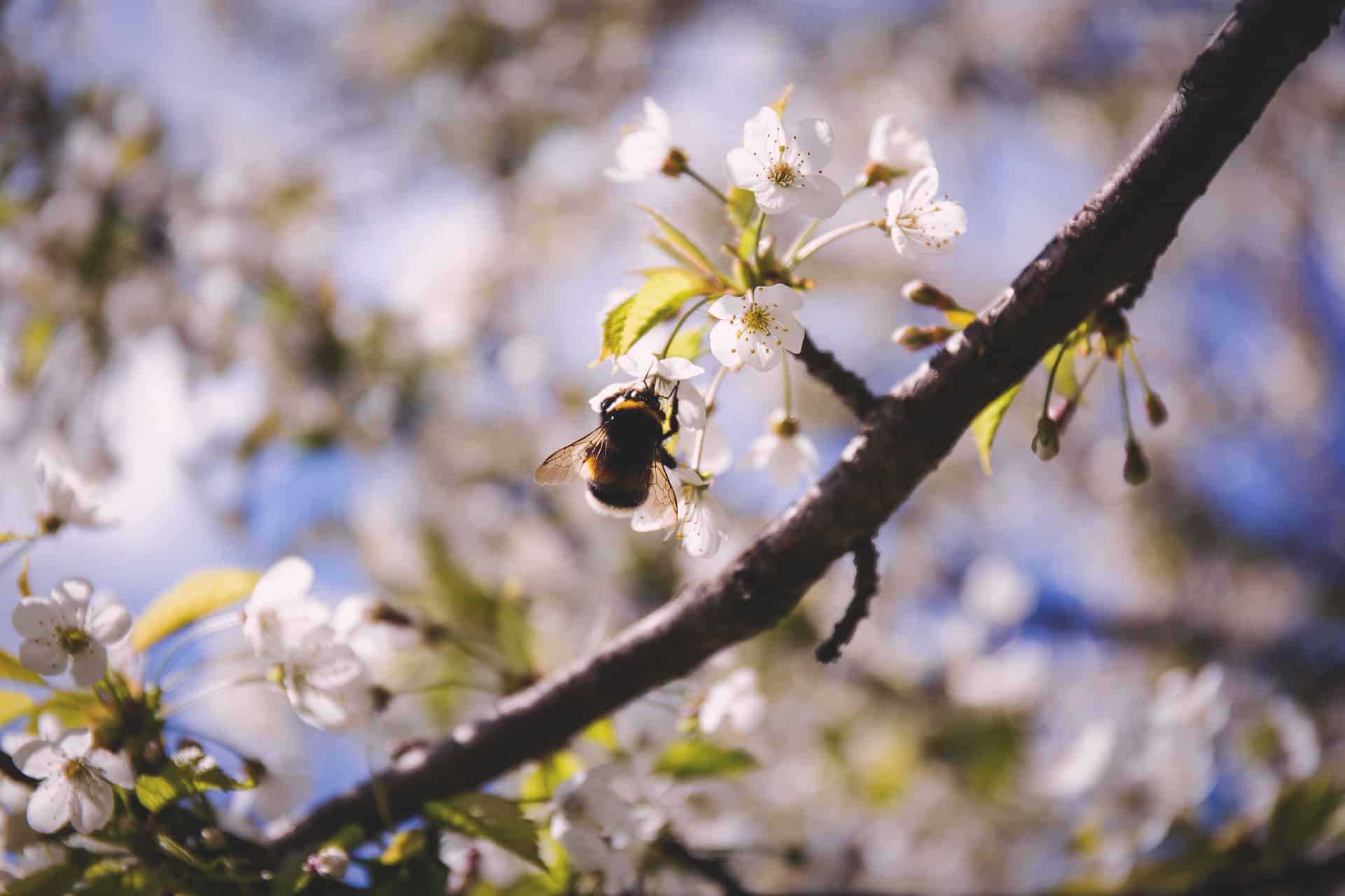 Sexual Propagation How Plants Are Pollinated The Produce Nerd
