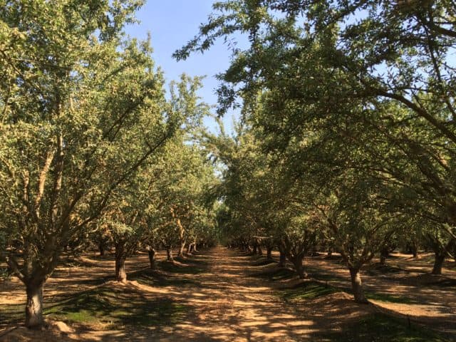 What's the Difference Between Tree Nuts and Peanuts? - The Produce Nerd