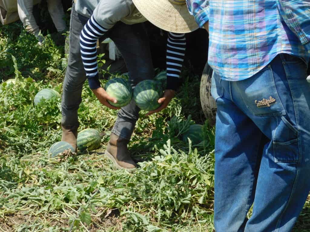 Watermelon Harvest & Packing in California - The Produce Nerd