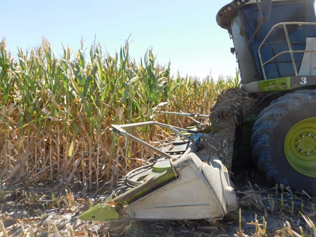 Corn Silage Production - The Produce Nerd