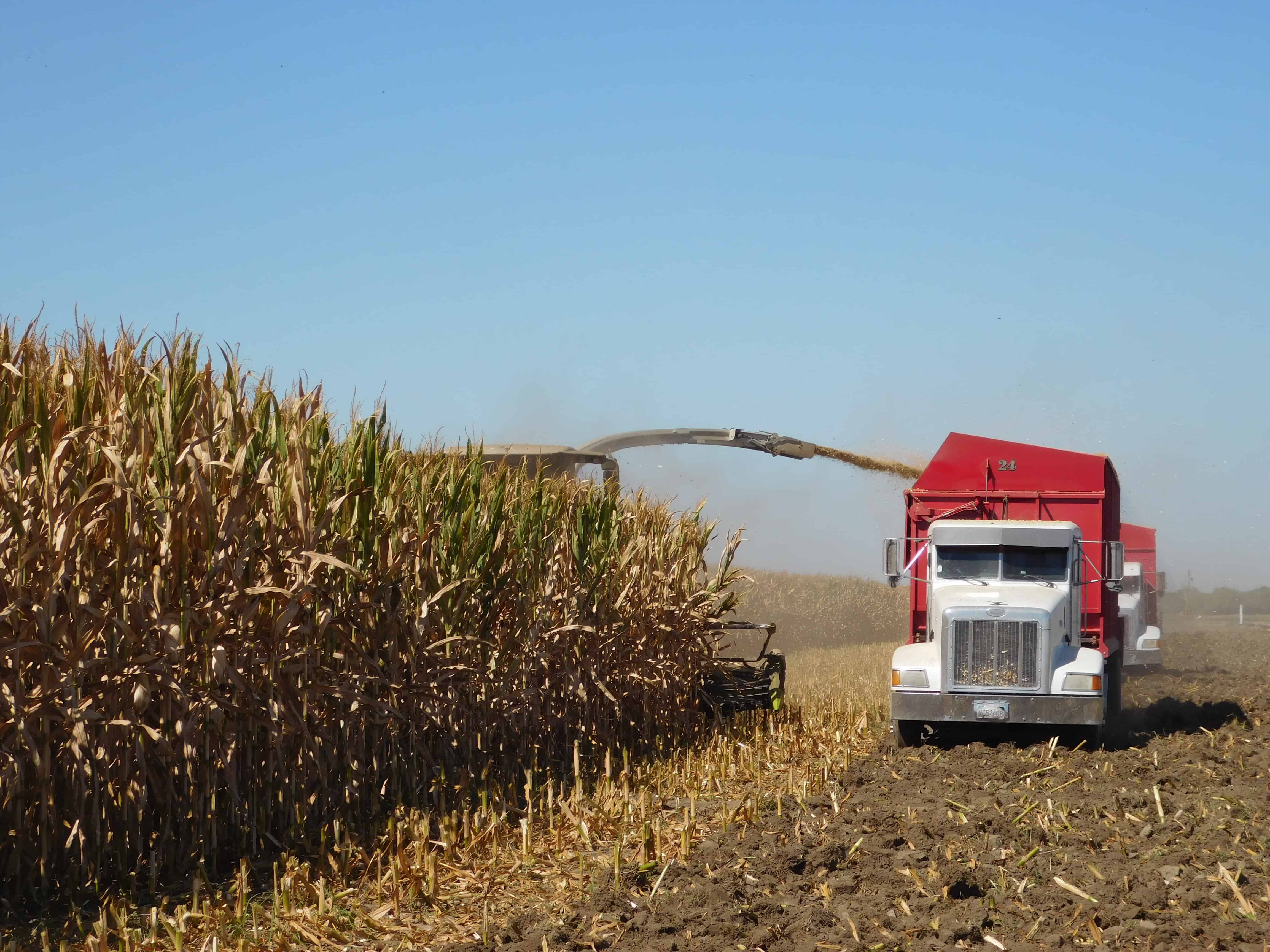 Corn Harvesting For Fresh Corn Processing Corn And Corn Silage The