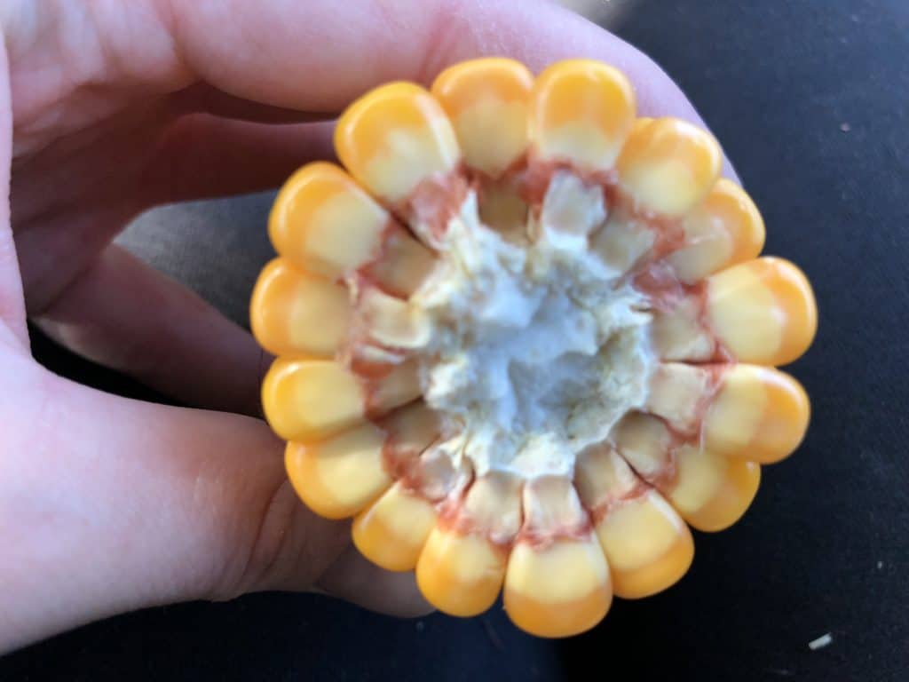 Corn Silage Production - The Produce Nerd