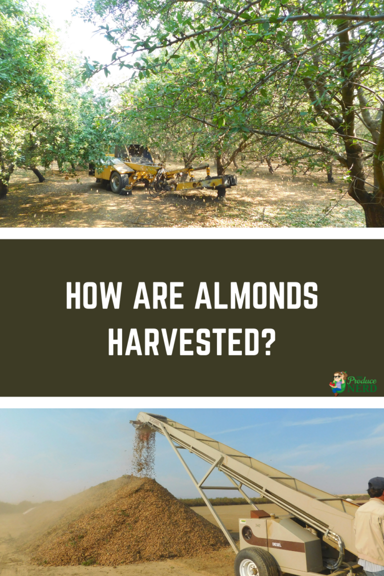 Almond Harvesting: Shaking, Sweeping, Harvesting & Stock Piling - The ...