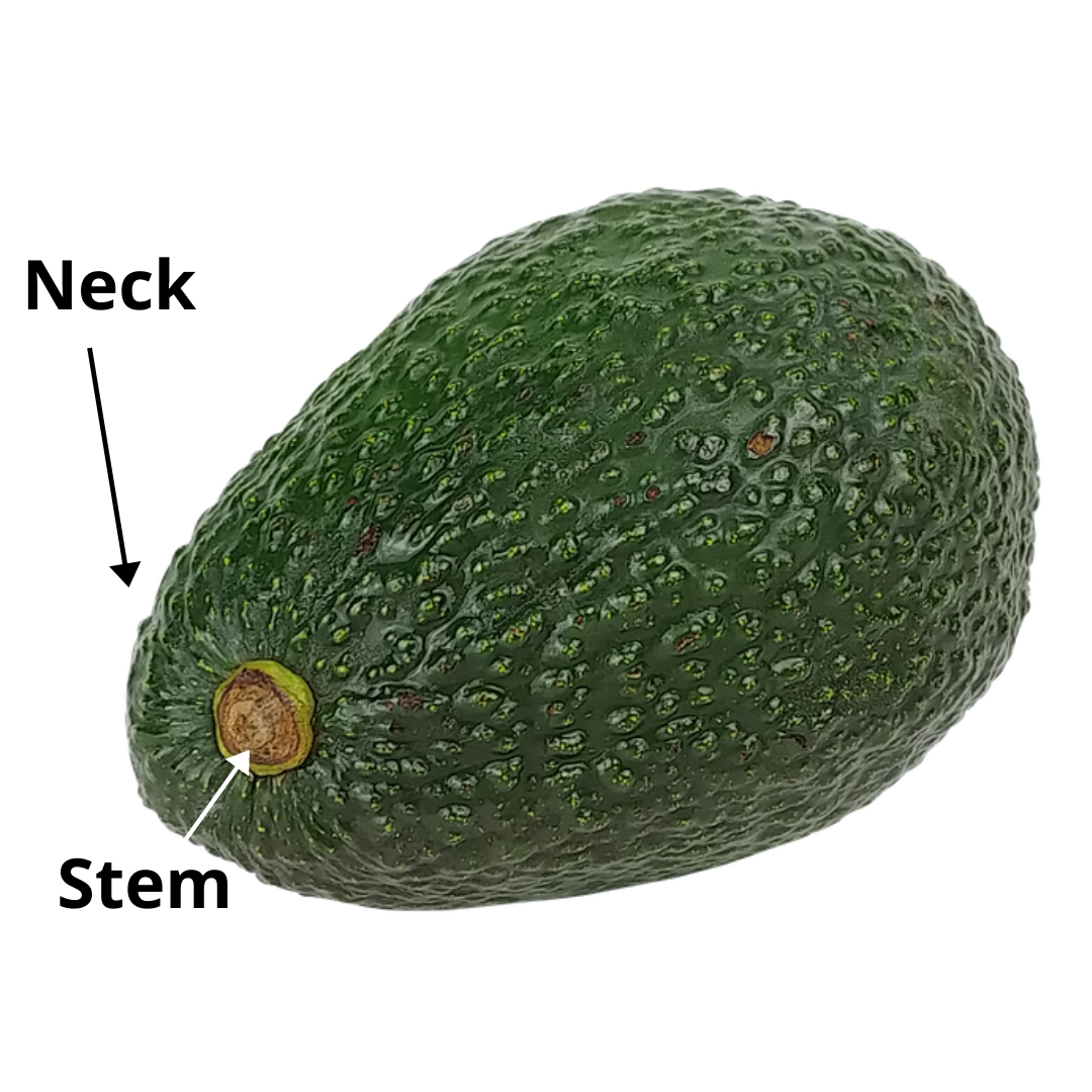 How to Select & Store Avocados - The Produce Nerd
