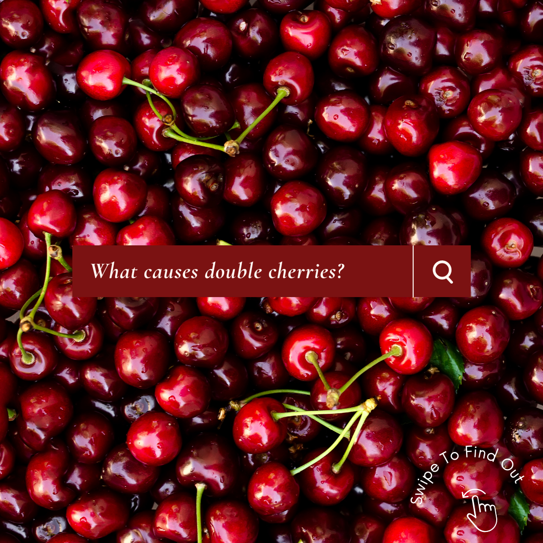 Canva: The One Tool That All Marketers & Creators Need! - The Produce Nerd