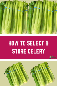 How to Select & Store Celery - The Produce Nerd